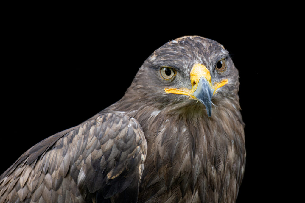 6 características para identificar aves de rapina: o que são elas ...