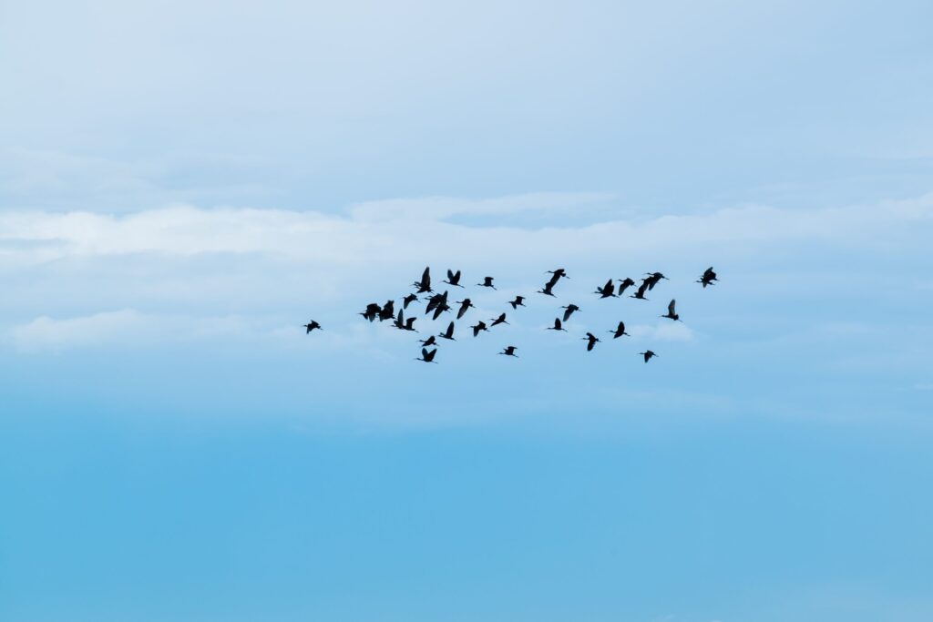 As aves que percorrem quilômetros em busca de um lar: 7 espécies de ...