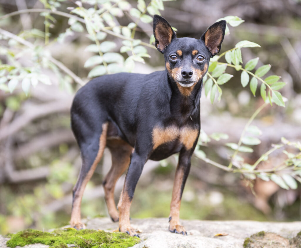 Como é um Pinscher 1: características, comportamento e preço - Mundo Brasil