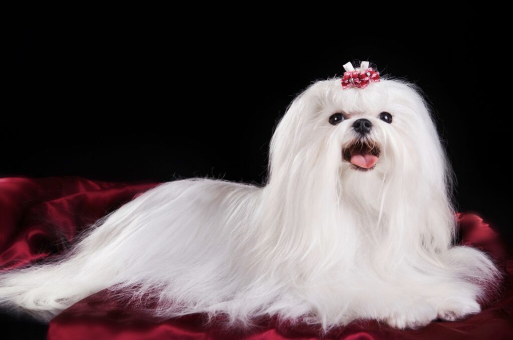 Cachorro de madame: 5 raças conhecidas por serem chiques - Mundo Brasil