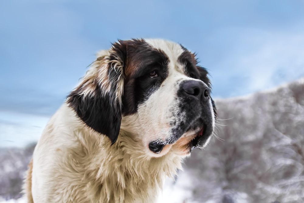 Beethoven: qual é a raça do cachorro do filme? - Mundo Brasil