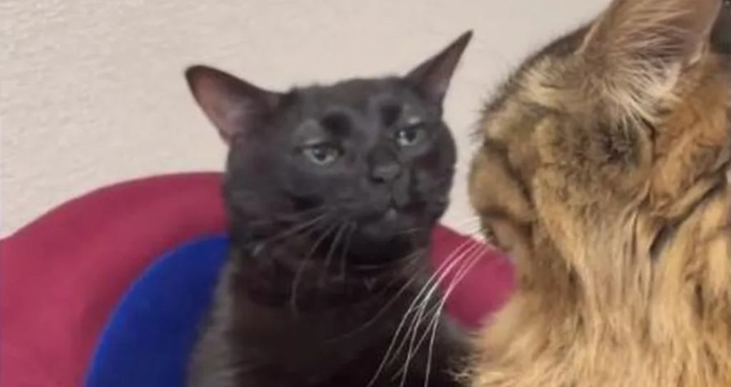 Gato meme: como surgiu o mais famoso da internet? - Mundo Brasil