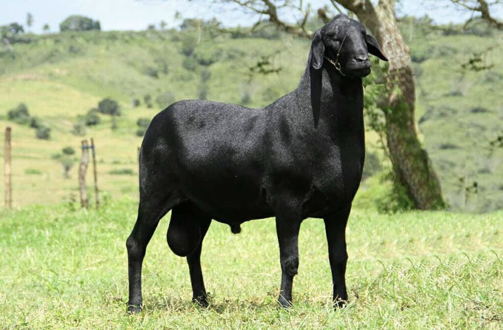 Ovelha Santa Inês: características e curiosidades da raça - Mundo Brasil
