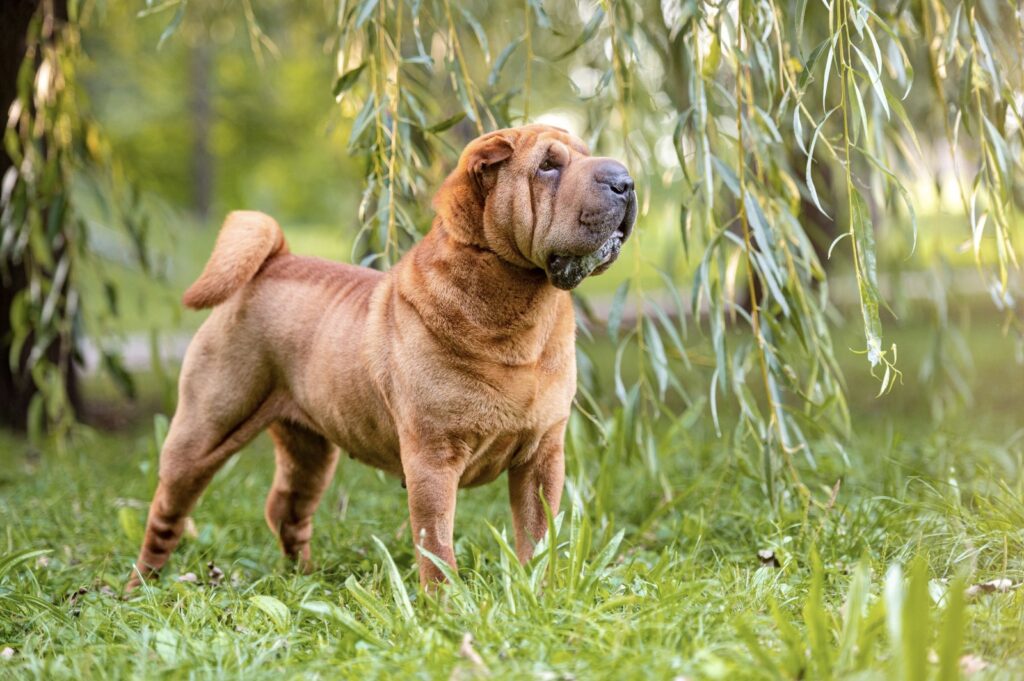 Raça de cachorro Shar-pei: características, personalidade e quanto ...