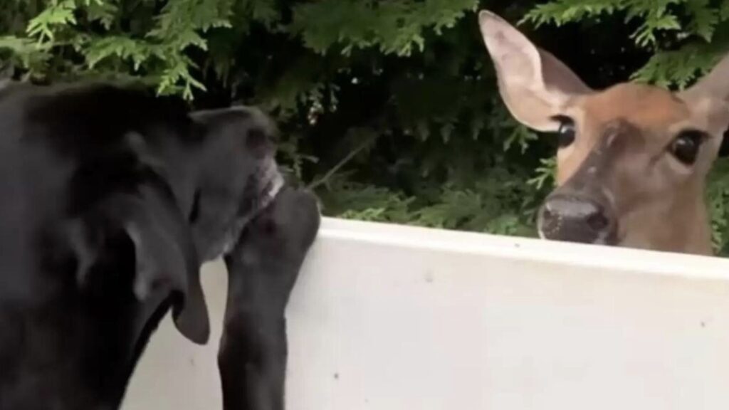 Cachorro leva amigo inusitado para casa e vídeo viraliza na web - Mundo Brasil