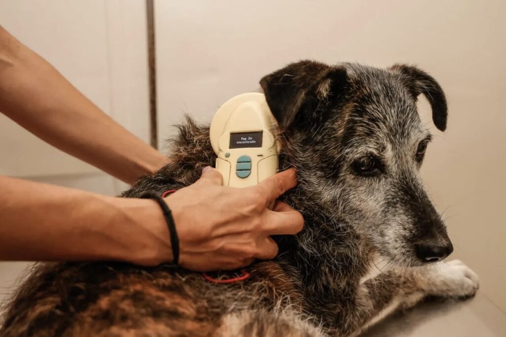 Microchipagem para cães: o que é, quanto custa e benefícios - Mundo Brasil