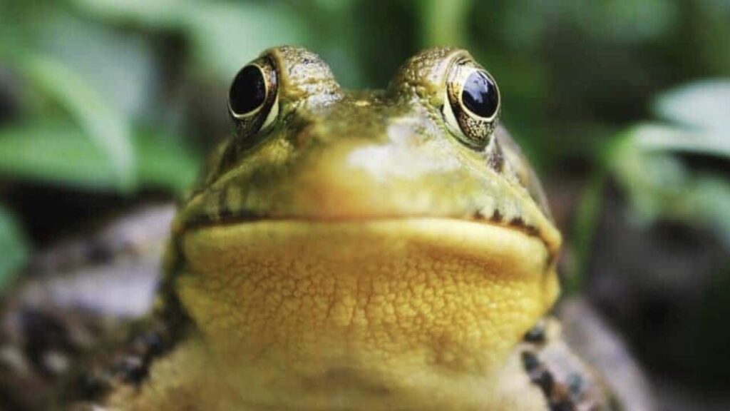 Doença do sapo em humanos: sintomas e o que fazer - Mundo Brasil