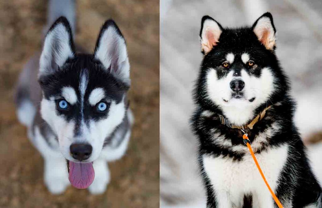 Malamute-do-Alasca e Husky são a mesma raça? Saiba as diferenças ...