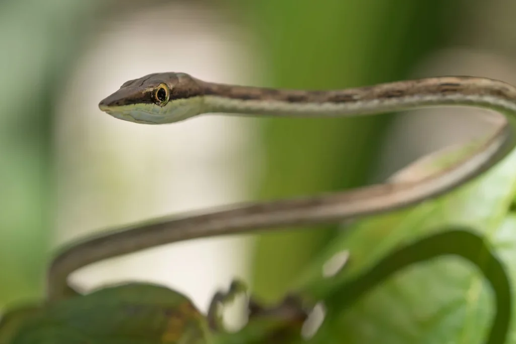 Cobra-cipó é venenosa? O que acontece se for picado por uma - Mundo Brasil