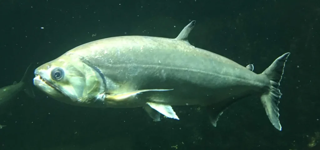 Peixe-cachorro: tamanho, onde vive e descubra se pode comer - Mundo Brasil