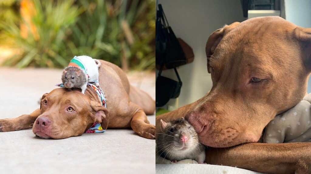 Vídeo: Pit Bull vira melhor amigo de rato gigante - Mundo Brasil