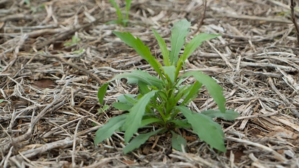 Buva no solo: o que indica e o que fazer para eliminar - Mundo Brasil