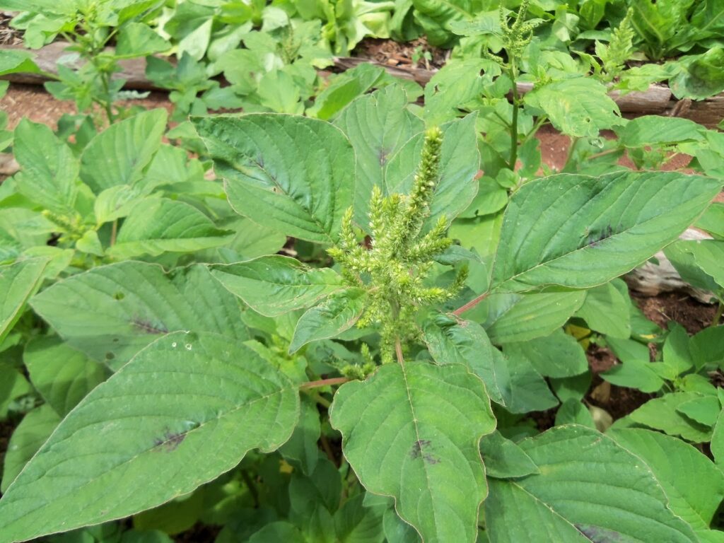 Caruru é tóxica? Saiba se planta é comestível - Mundo Brasil
