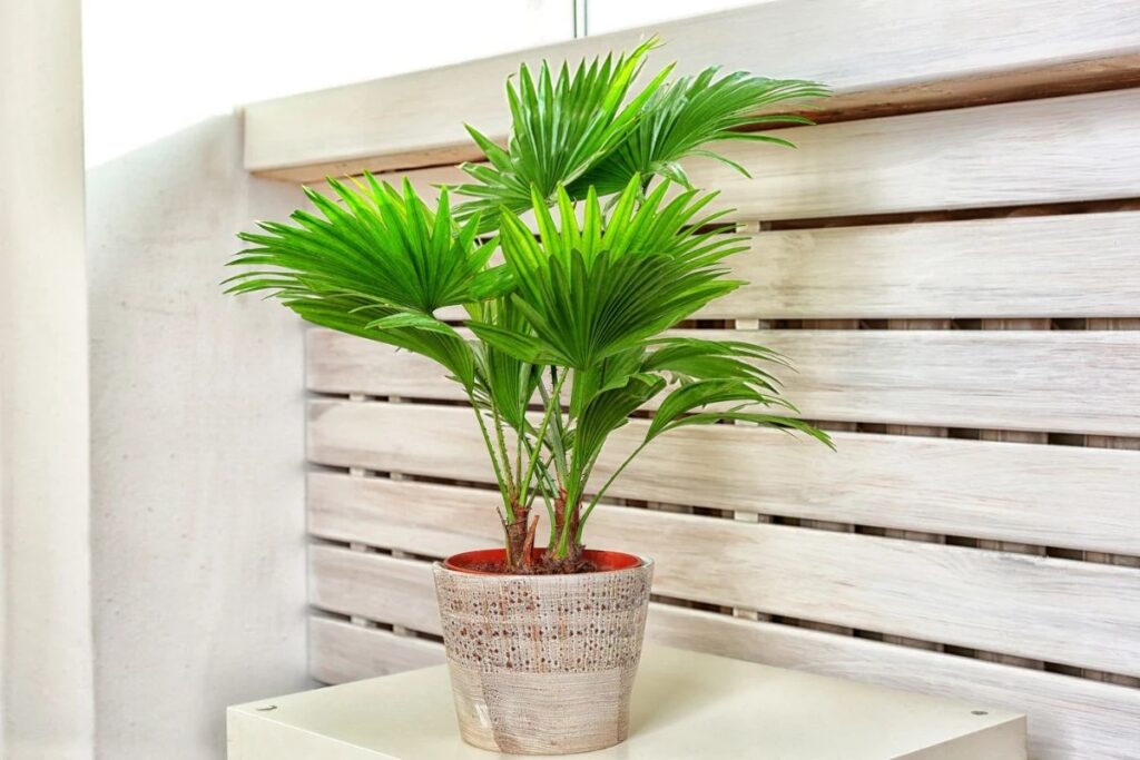 É bom ter planta Ráfia dentro de casa? Como cuidar, quantas vezes ...