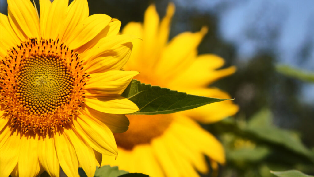 Saiba qual é a flor que representa cada signo - Mundo Brasil