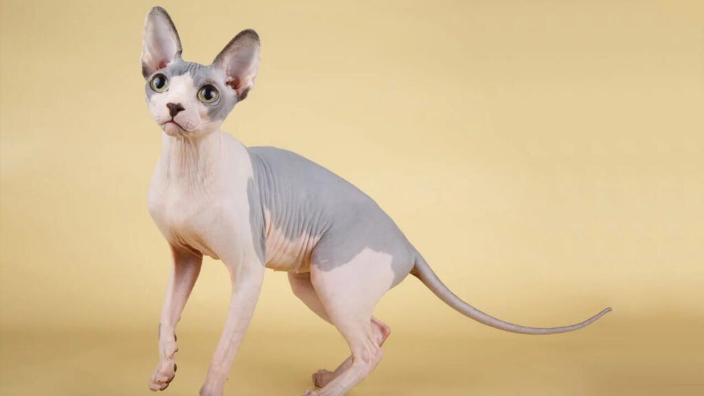 Gato Sphynx: características, personalidade e preço - Mundo Brasil