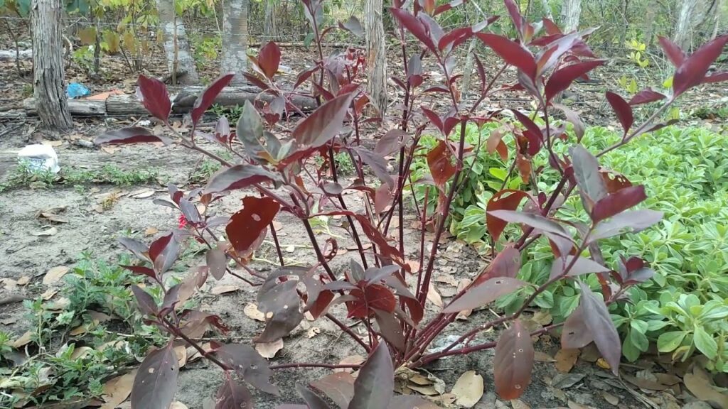 Planta Terramicina: para que serve, benefícios e como usar - Mundo Brasil