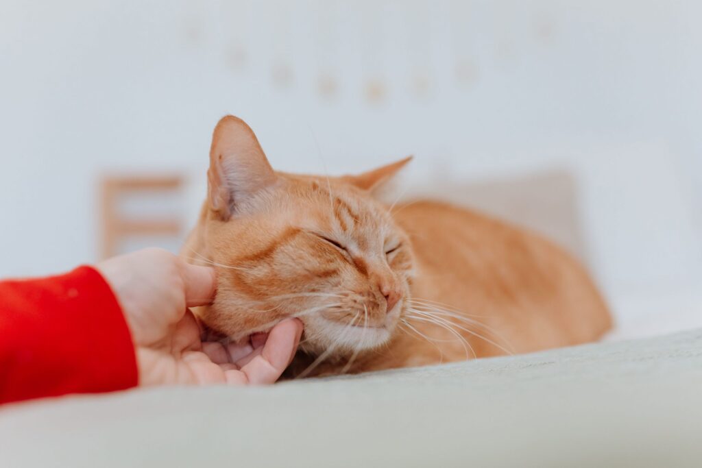 Esta é a maneira correta de fazer carinho nos gatos - Mundo Brasil