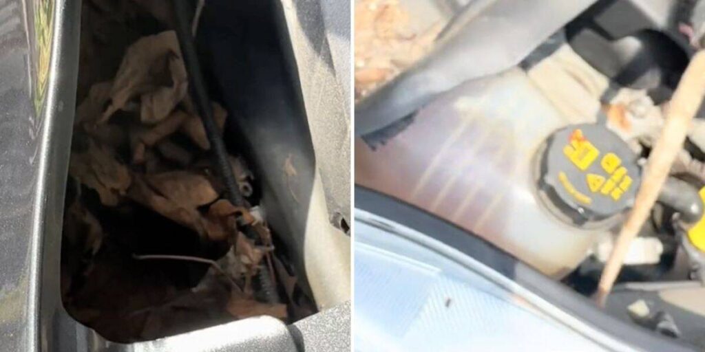 Mulher Não Consegue Entender Por Que Tem Folhas Dentro Do Seu Carro E