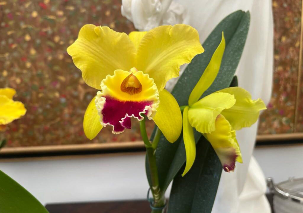 Fique atento: estas plantas precisam de água TODOS os dias - Mundo Brasil