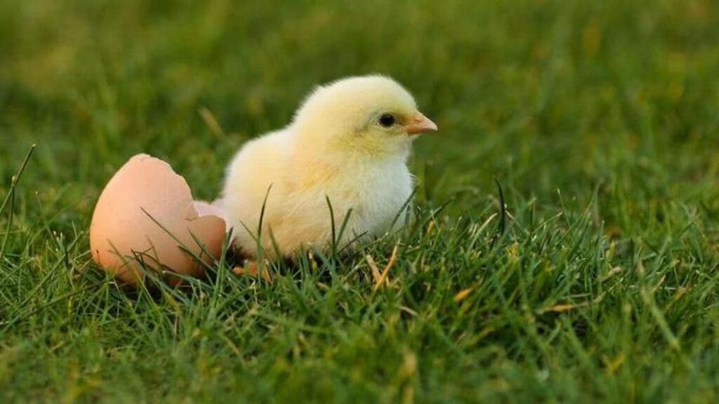 Quanto tempo leva para um pintinho virar uma galinha - Mundo Brasil