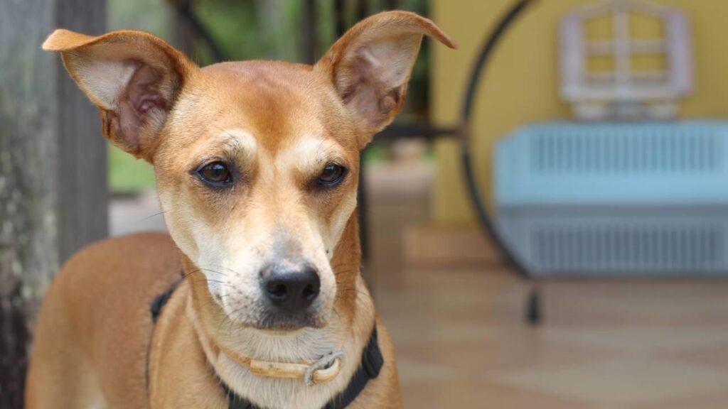 Brasil é o 3º país com mais pets; saiba quais estão na frente - Mundo ...