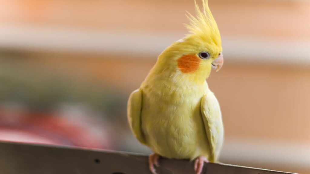 Os 5 pássaros mais populares para ter como pet no Brasil - Mundo Brasil