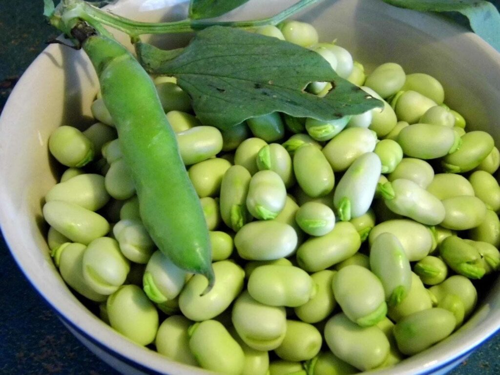 Fava: conheça os benefícios dessa super planta - Mundo Brasil