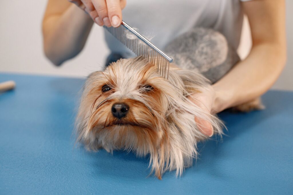 Como usar produtos caseiros para desembaraçar pelo de cachorro