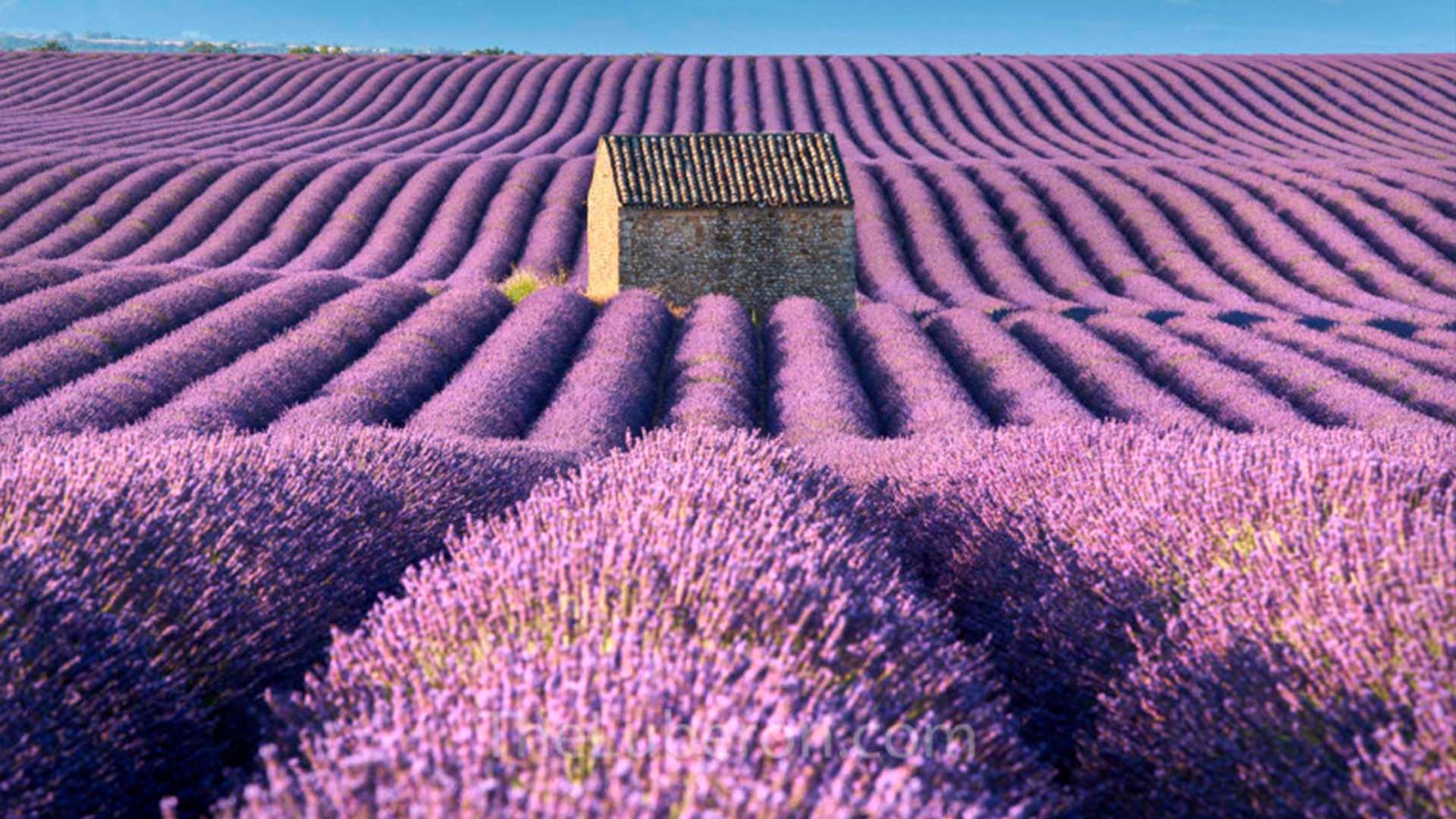 Como plantar lavanda ? Tutorial completo e dicas atualizadas