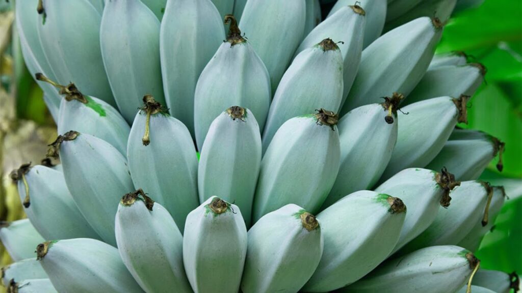 Banana azul: fruta rara tem sabor de baunilha; onde encontrar - Mundo ...
