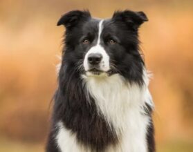 Cachorro cururu: o que deixa os cães assim? Causa da Síndrome da ...