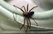 Fezes de sapo transmite doenças? Perigo do "cocô de sapo" - Mundo Brasil