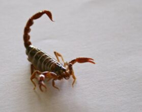 Cachorro cururu: o que deixa os cães assim? Causa da Síndrome da ...