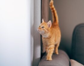 Microchip cachorro com GPS: como funciona e quanto custa - Mundo Brasil