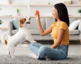 Cachorro cururu: o que deixa os cães assim? Causa da Síndrome da ...