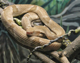 Cachorro cururu: o que deixa os cães assim? Causa da Síndrome da ...