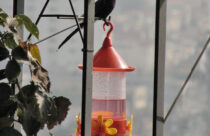 Cachorro cururu: o que deixa os cães assim? Causa da Síndrome da ...