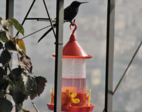 Fezes de sapo transmite doenças? Perigo do "cocô de sapo" - Mundo Brasil
