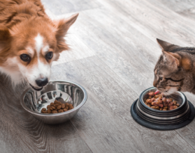 Cachorro matou rato: ele pode morrer? Saiba o que fazer - Mundo Brasil