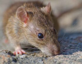 Fezes de sapo transmite doenças? Perigo do "cocô de sapo" - Mundo Brasil